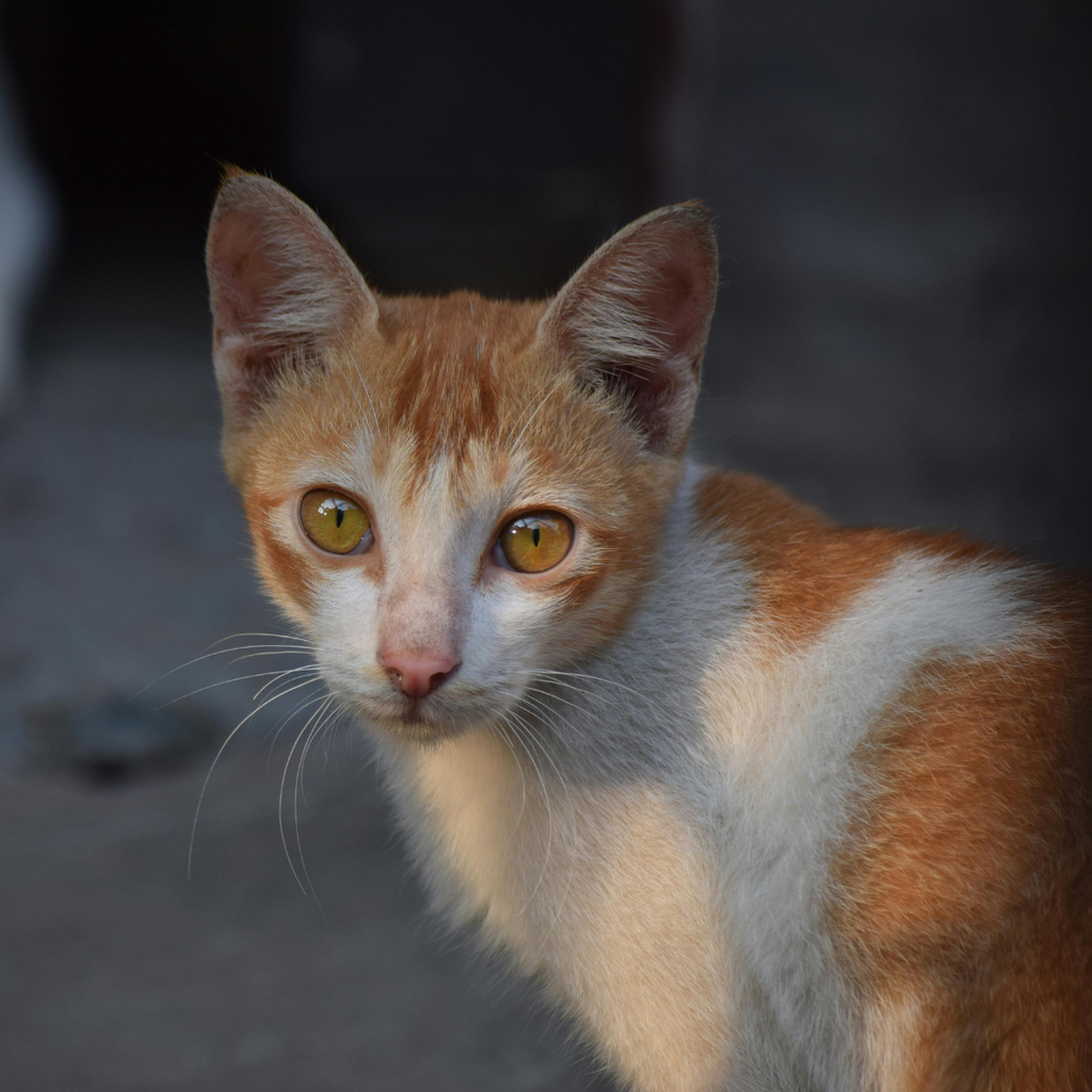How to Improve Your Cat's Gut Health With the Right Food | Petz Park
