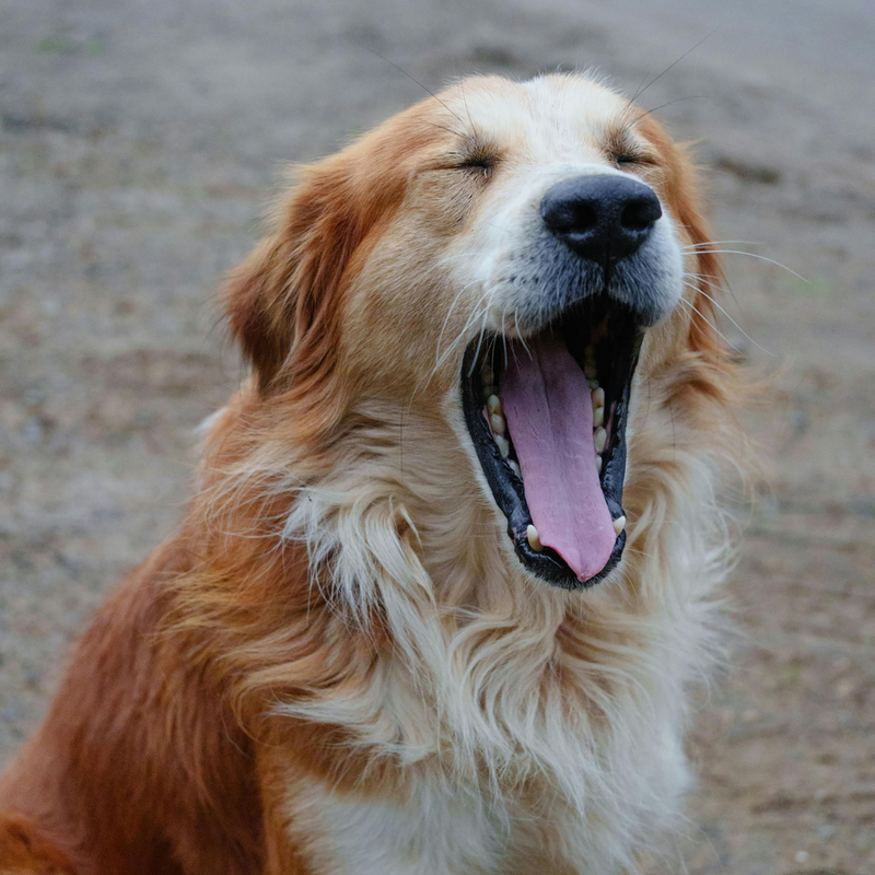 Why Does My Dog’s Breath Smell So Bad? Common Causes, Warning Signs and ...