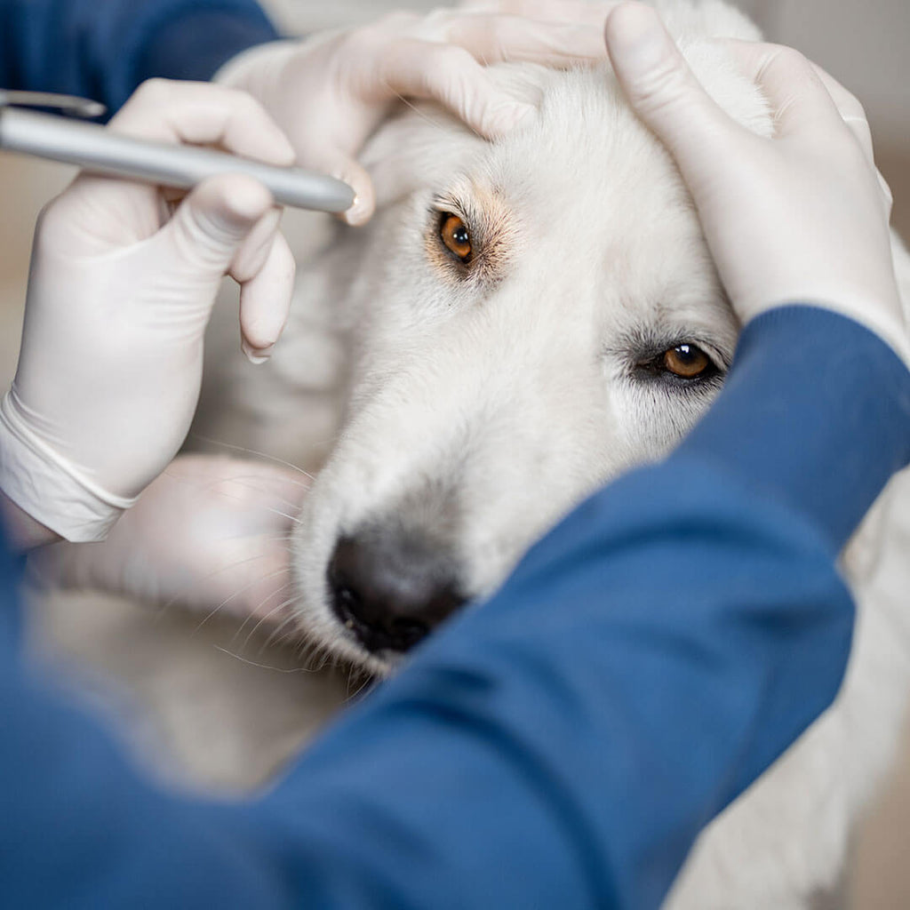How To Take Care of Dog Eye Infection | Petz Park
