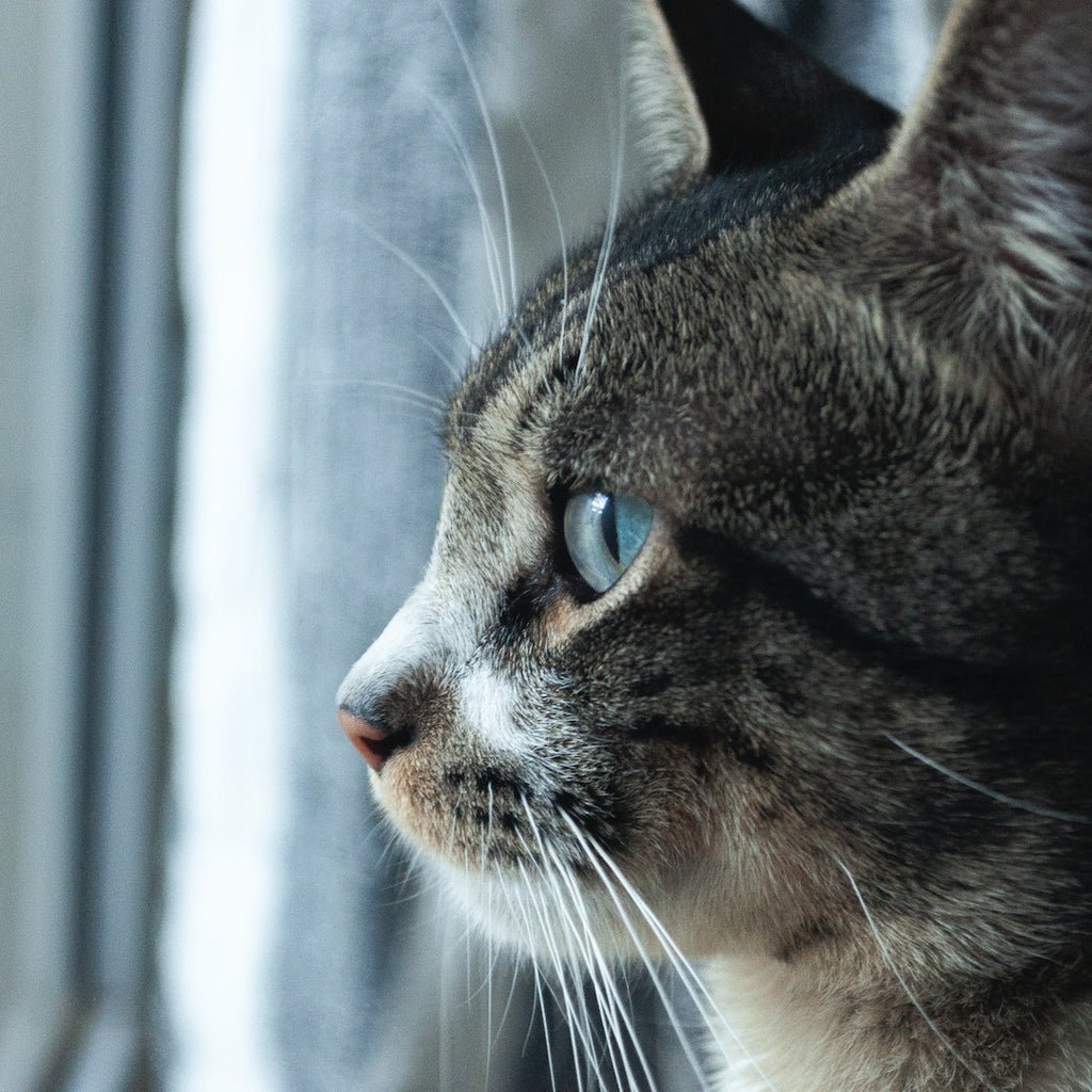 Supplements for Healthy Cat Vision: Enhancing Eye Health | Petz Park