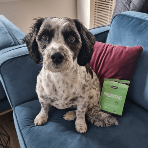 Premium Pet Health Supplements | Petz Park